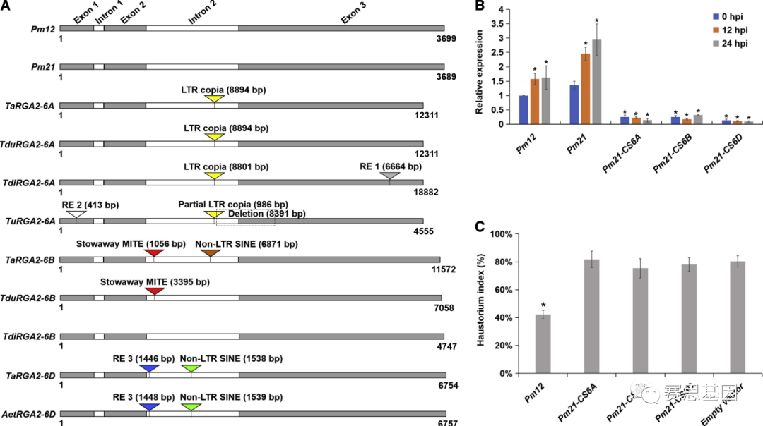 【Plant Biotech J】小麦的两个野生近缘同源基因Pm12和Pm21表现出进化保守性，但对白粉病的抗性存在差异 - 知乎