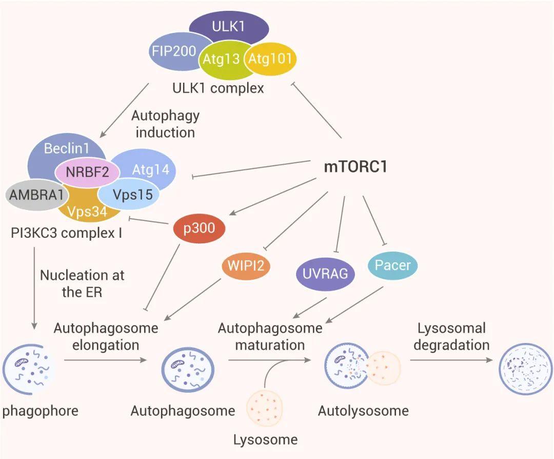 MCE | mTOR 通路是如何调控自噬的 - 知乎