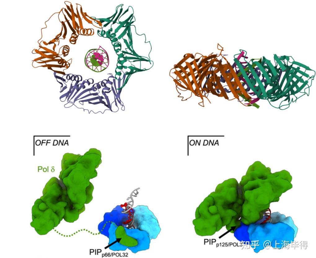 PCNA抑制剂AOH1996优化路线 - 知乎
