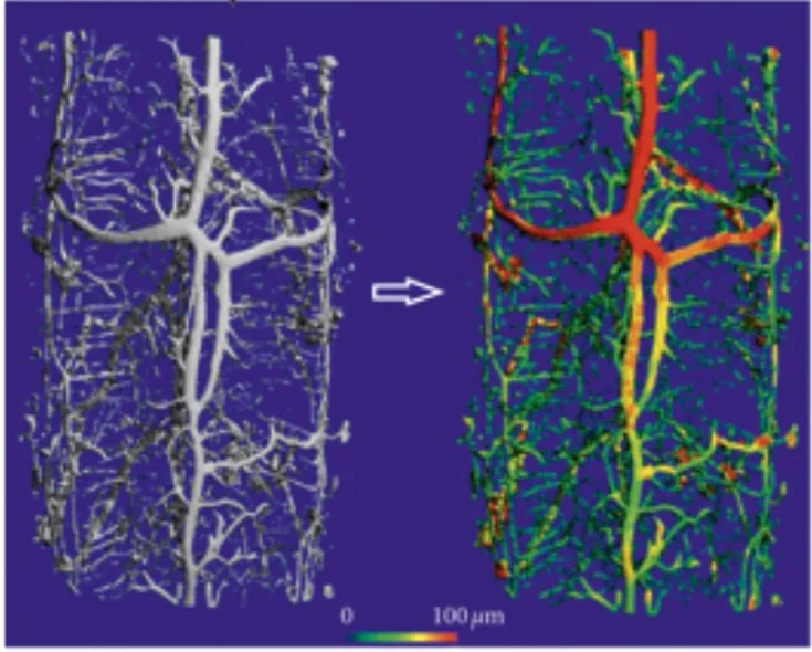 [原创]Imaris深度开发:将Filament及其Dendrite级别数据投射到ImarisSurface上进行漫游及上色 - 知乎