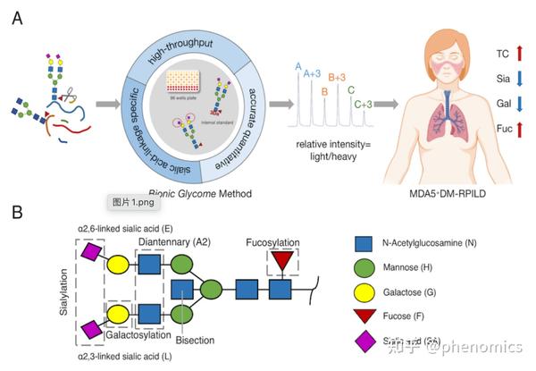 Phenomics | 基于仿生糖组学定量技术揭示MDA5阳性皮肌炎合并快速间质性肺炎血浆N-糖链特征 - 知乎