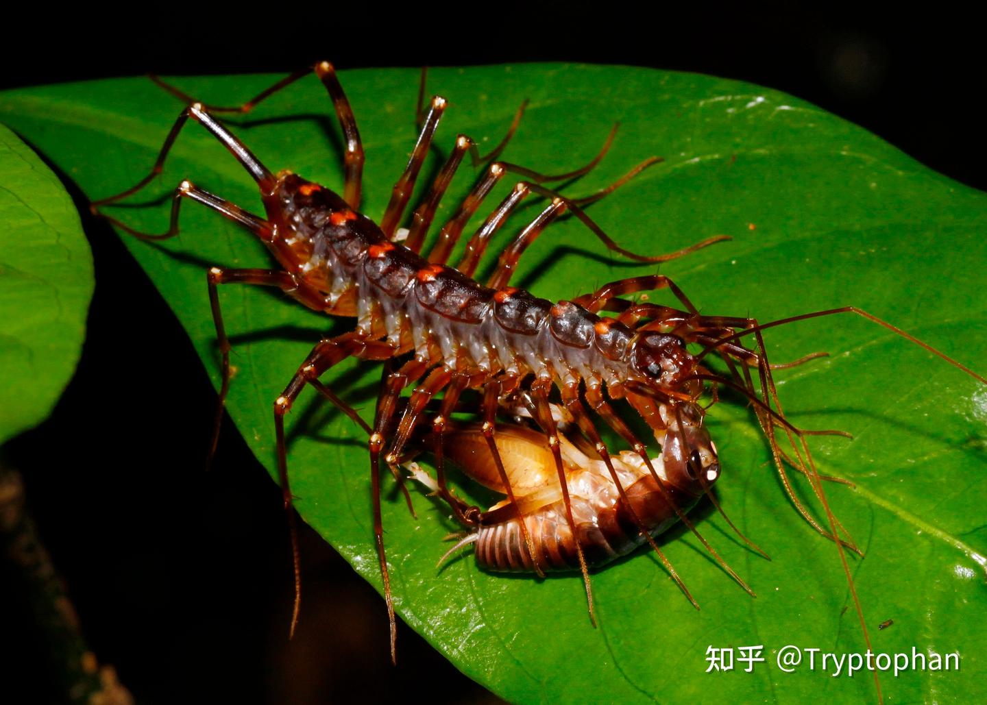 【Scutigeromorpha 】世界蚰蜒属征译名 分类 图鉴 - 知乎