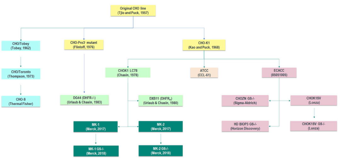 CHO-K1BN细胞株助力抗体药物开发 - 知乎