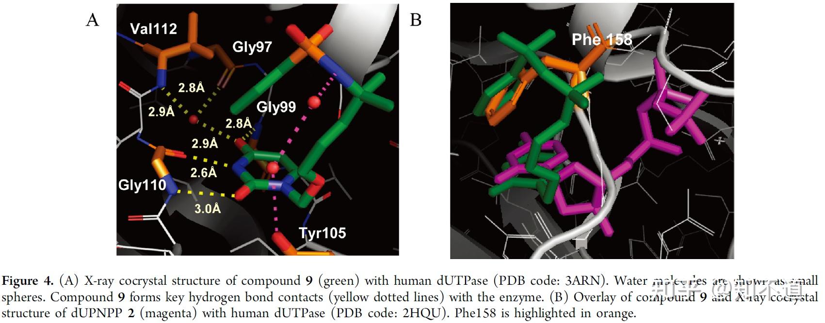 人dUTPase抑制剂compound26的发现历程 - 知乎