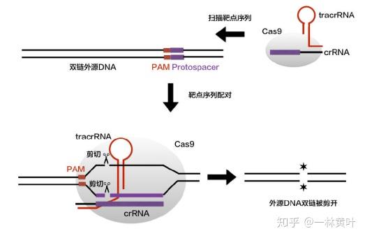 CRISPR-Cas9基因编辑技术简介 - 知乎