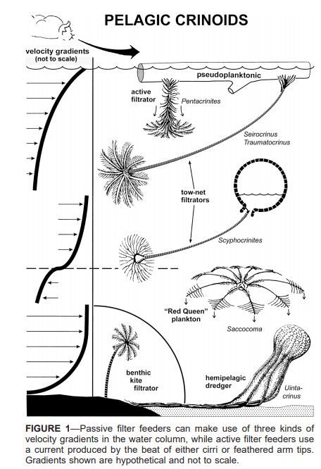 【黑水古生物3】远洋活跃的假漂浮海百合：五角海百合Pentacrinites - 知乎