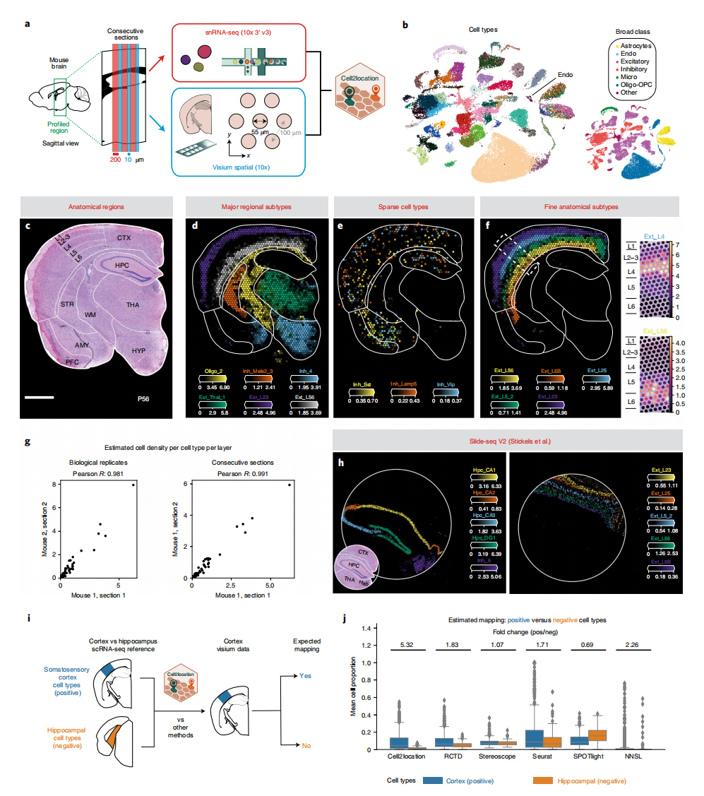 Nat Biotechnol | Cell2location : 贝叶斯算法联合分层分析绘制精细空间转录组图谱 - 知乎