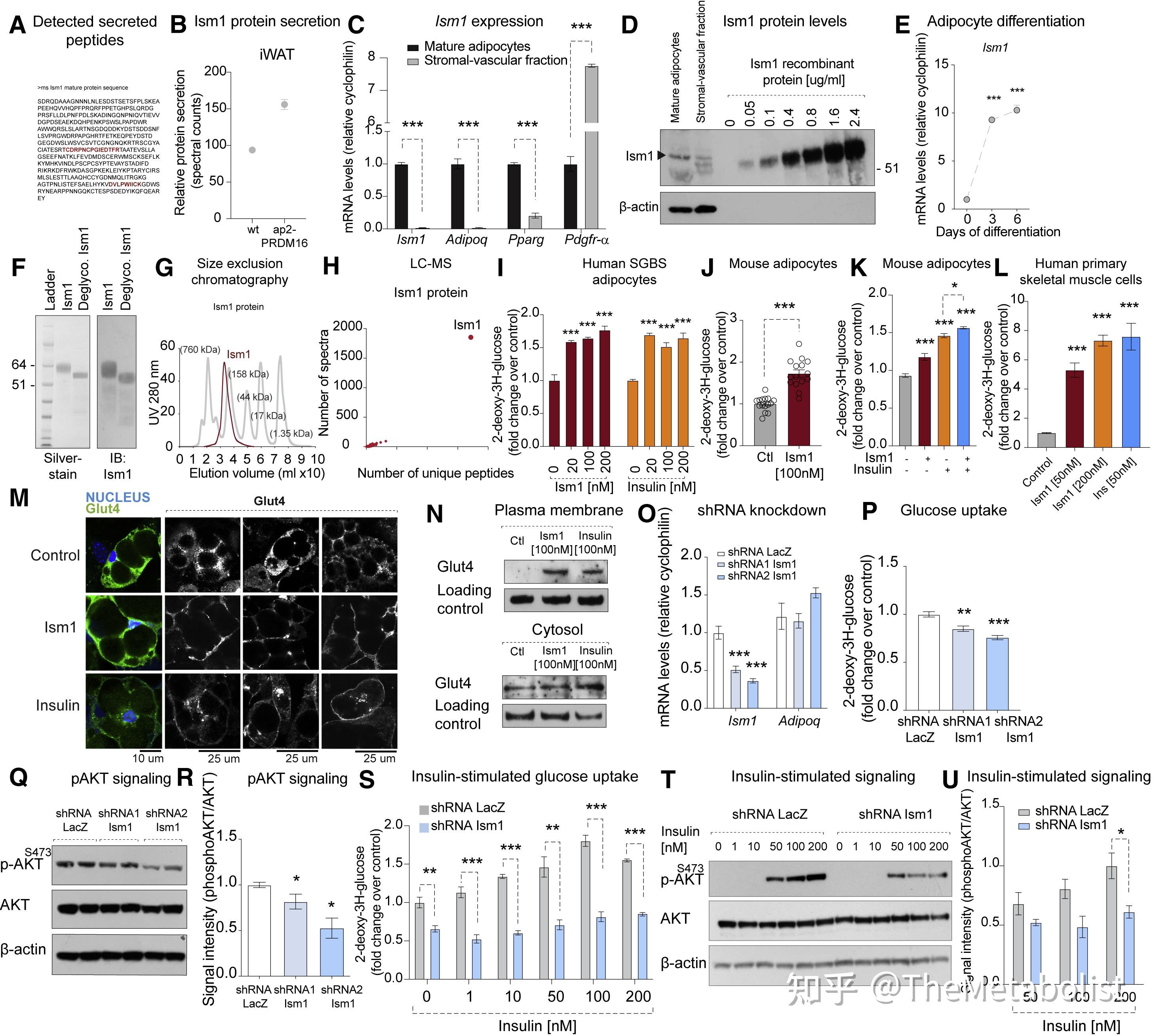 代谢学人--Cell Metabolism：小孩子才做选择，除糖和降脂，Isthmin-1全都要 - 知乎
