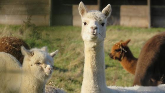 LLaMA模型惨遭泄漏，Meta版ChatGPT被迫「开源」！GitHub斩获8k星，评测大量出炉 - 知乎