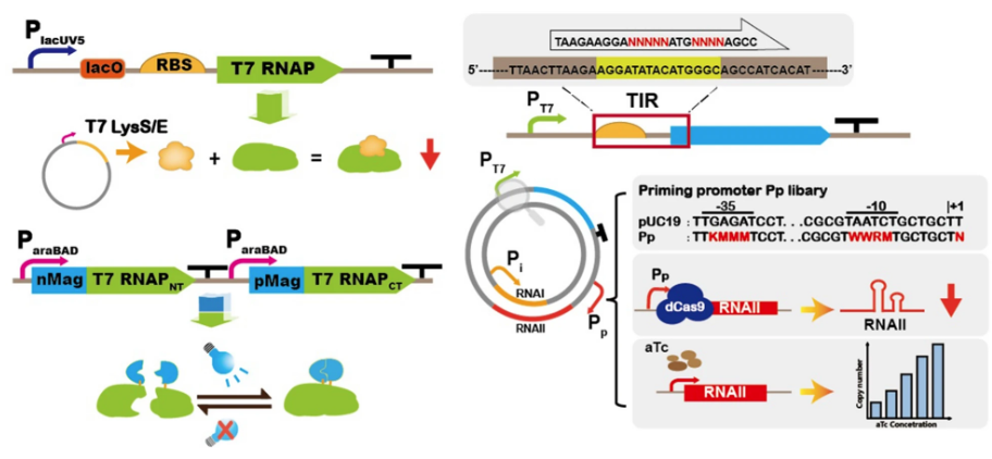 欣贝莱生物|在大肠杆菌中有效生产重组蛋白的策略：减轻宿主负担和提高蛋白活性 - 知乎