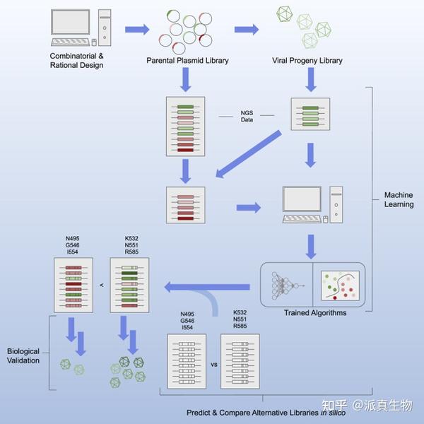 基因治疗载体AAV衣壳改造的研究进展 - 知乎