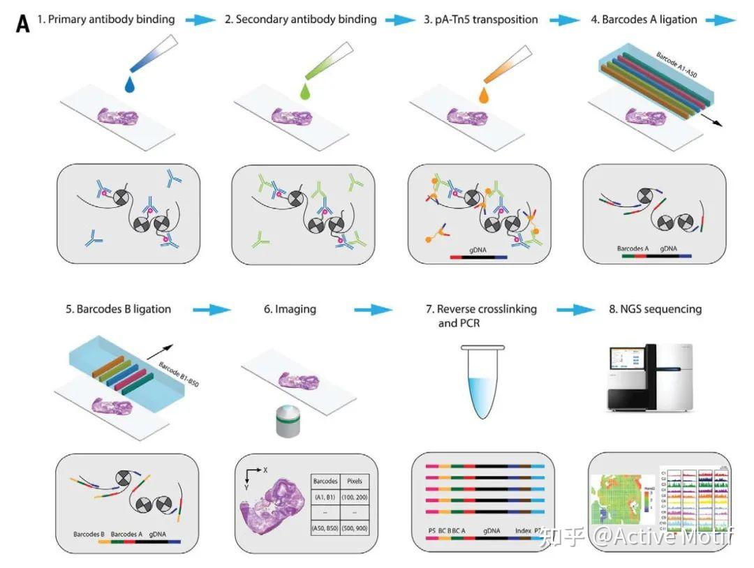 突破！CUT&Tag技术首次被应用于空间组学！ - 知乎