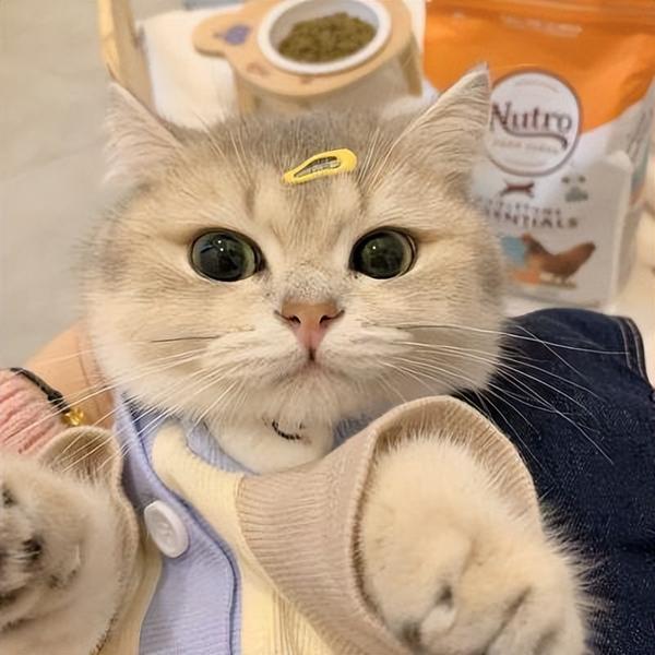 猫猫头像可爱，猫猫头像图片，猫猫头像情侣 - 知乎