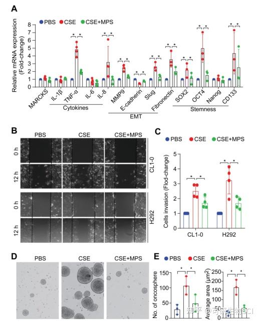 文献精读：MARCKS与NKAP联合激活烟雾相关肺癌中的 NF-kB 信号 - 知乎