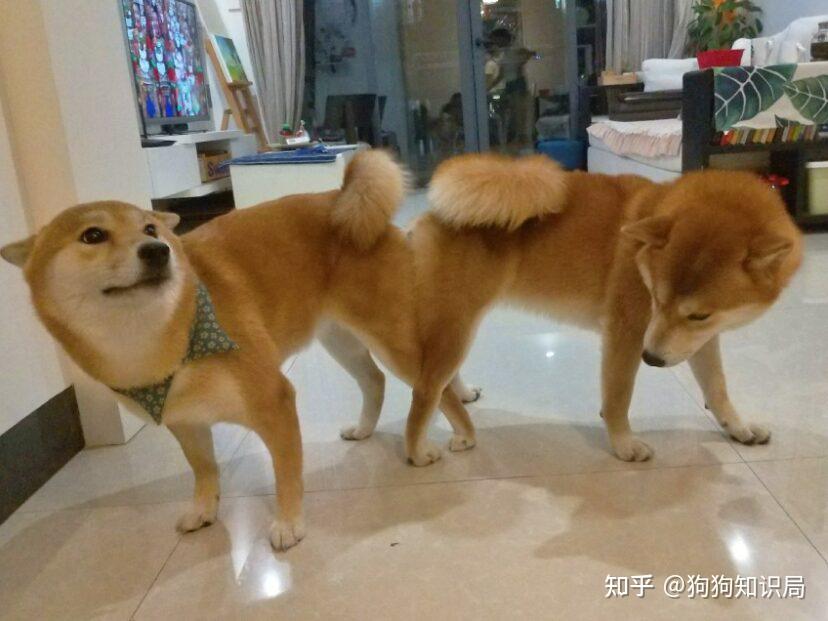 狗狗 交配”方式有几种?它们是如何交配的? 知乎