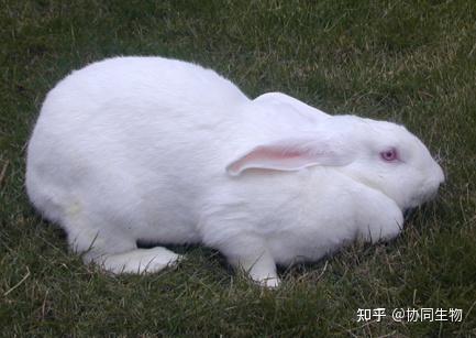 实验兔的常用品系、研究及应用，看这篇就够了！ - 知乎