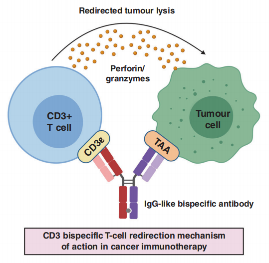 CD3：双抗领域黄金靶点解读 - 知乎