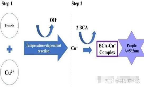 【ELISA攻略】ELISA实验前，组织样本为什么要测BCA？不测行不行？ - 知乎
