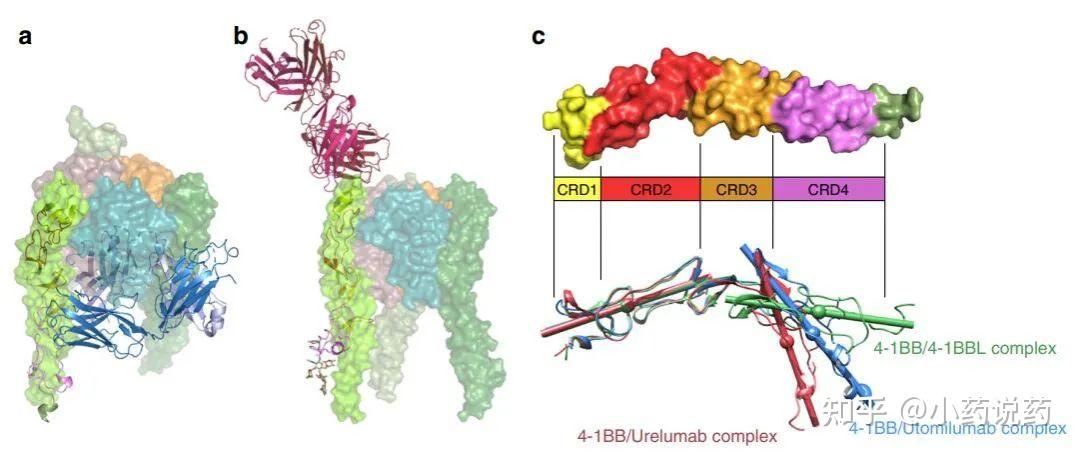 靶点说 | 4-1BB - 知乎
