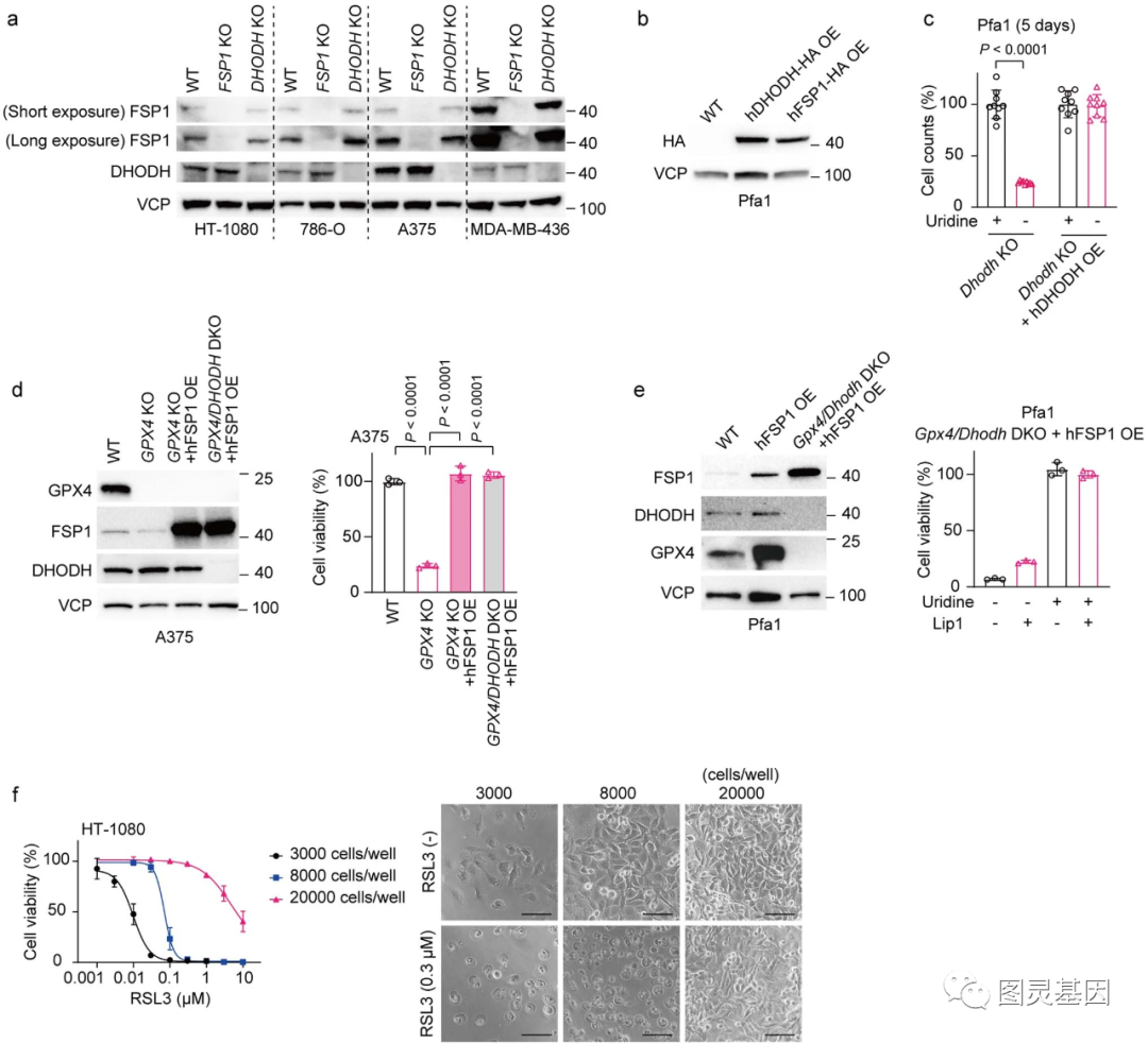 Nature | DHODH抑制剂促铁死亡机制，及发现技术路线 - 知乎