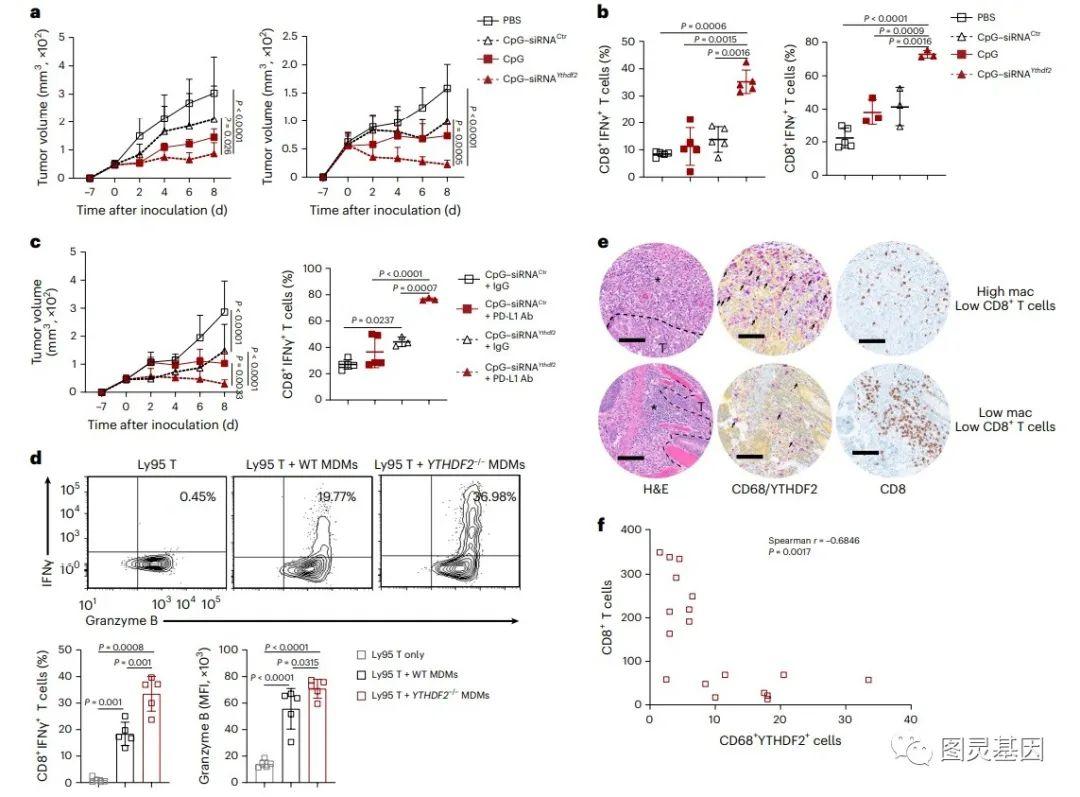 Nat Immu | m6A阅读蛋白协调肿瘤相关巨噬细胞的重编程，控制抗肿瘤免疫力 - 知乎