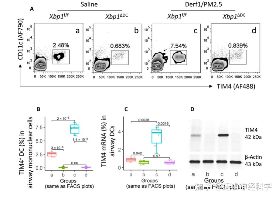 Sci Signal︱深圳大学杨平常团队阐明XBP1-TIM4信号轴在过敏性气道炎症中的分子机制 - 知乎