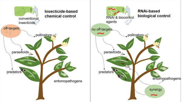 每日科研进展 l 2023.05.15 l 综述：昆虫中的 RNAi：病毒防御与害虫防治之间的关联 - 知乎