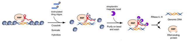 ChIRP实验 - 知乎