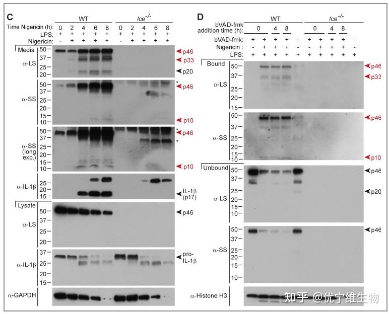 【小优细节君】WB检测caspase-1的活化（剪切体）为何无条带？ - 知乎