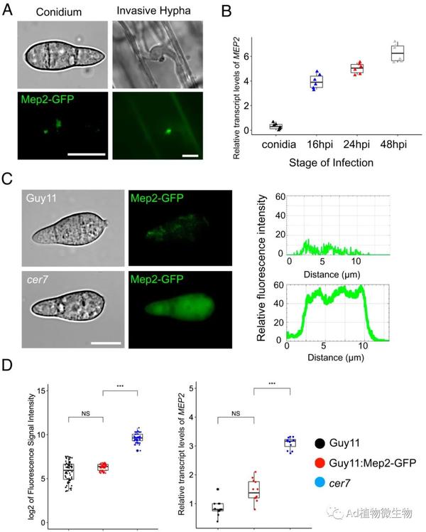 PNAS | 研究揭示稻瘟病菌侵染植物期间效应蛋白基因表达的调控机制！ - 知乎