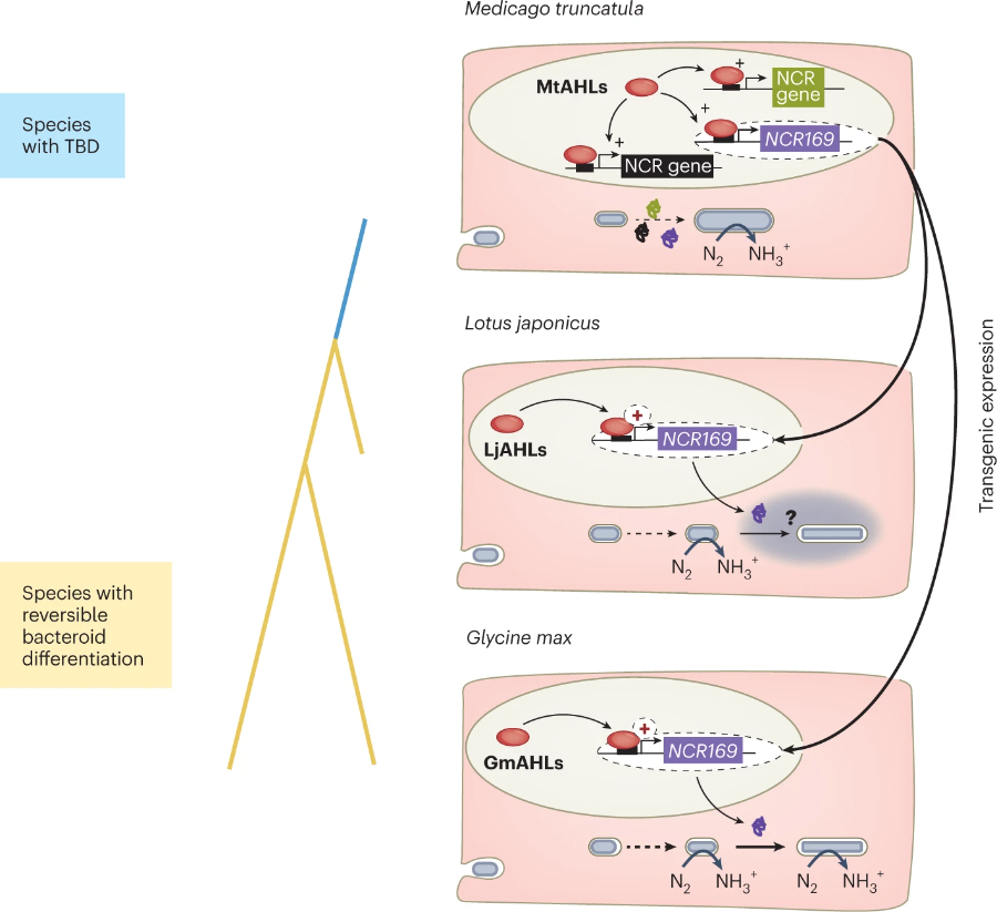 Nature Plants | 研究揭示关键多肽调控豆科植物根瘤发育的机制！ - 知乎