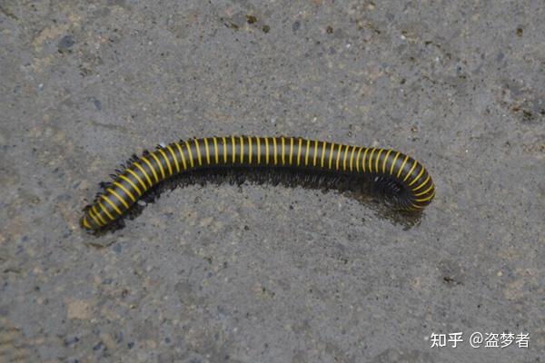 如何有效预防和消灭家中出现的千足虫？ - 知乎