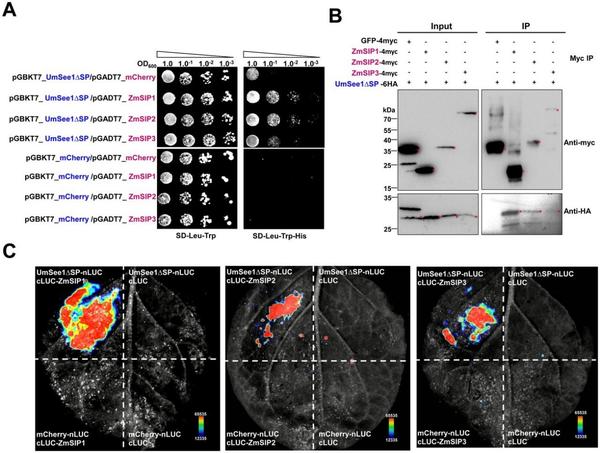 文献阅读-1：Exploiting effector-host interactions using TurboID-based ...