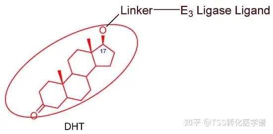 PROTAC降解雄激素受体(AR)治疗前列腺癌耐药的进展 - 知乎