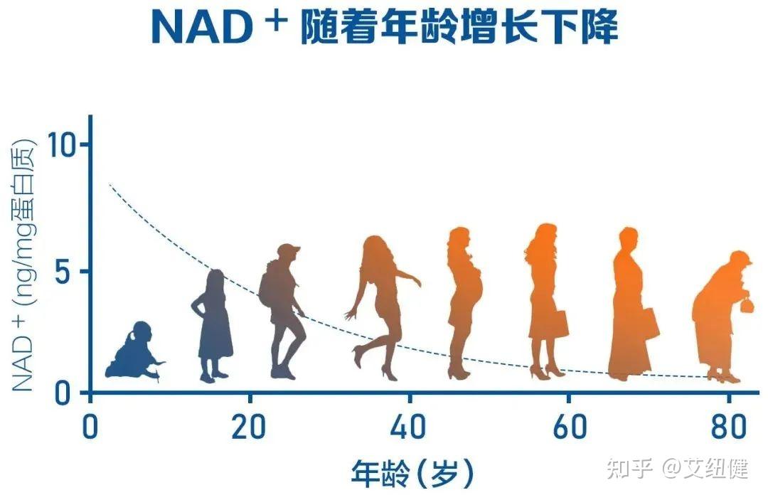 《nature》副刊揭秘NAD+功效大全 - 知乎
