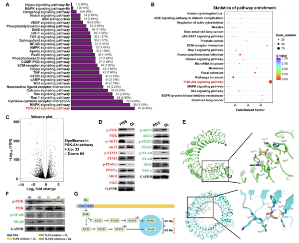 Science Advances丨d-乳酸调节 M2 肿瘤相关巨噬细胞并重塑肝细胞癌的免疫抑制肿瘤微环境 - 知乎