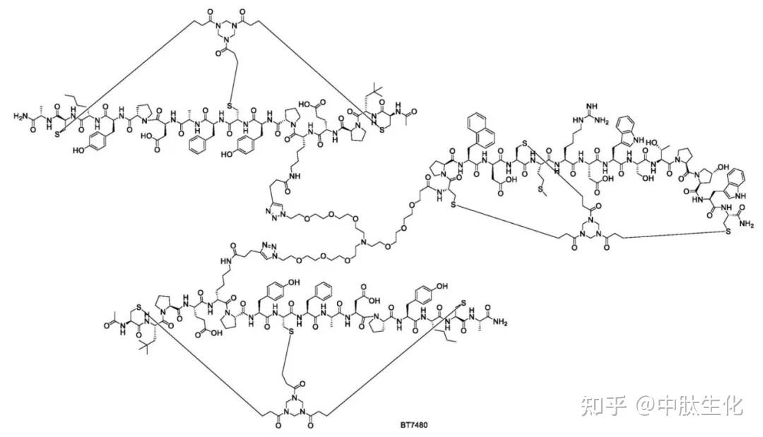 中肽技术 | 多肽药物设计的新天花板BT7480：兼具PROTAC与双抗属性 - 知乎