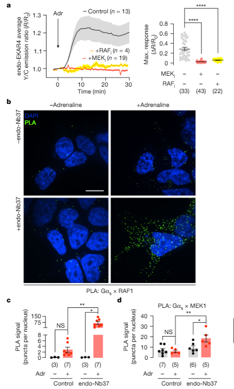 Nature | 游动的GPCR增加了信号传递的空间维度 - 知乎