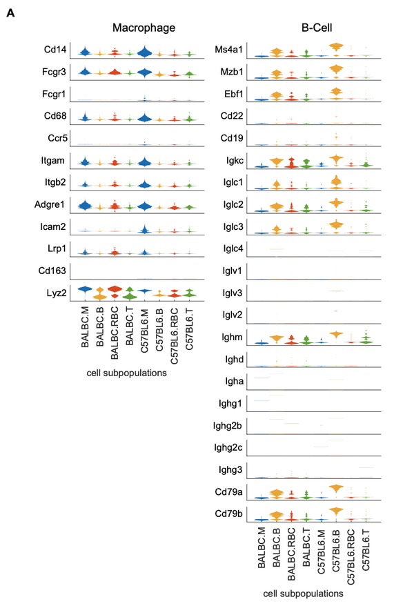 FEBS LETTER丨单细胞测序探讨BALB/c和C57BL/6小鼠巨噬细胞的区别 - 知乎