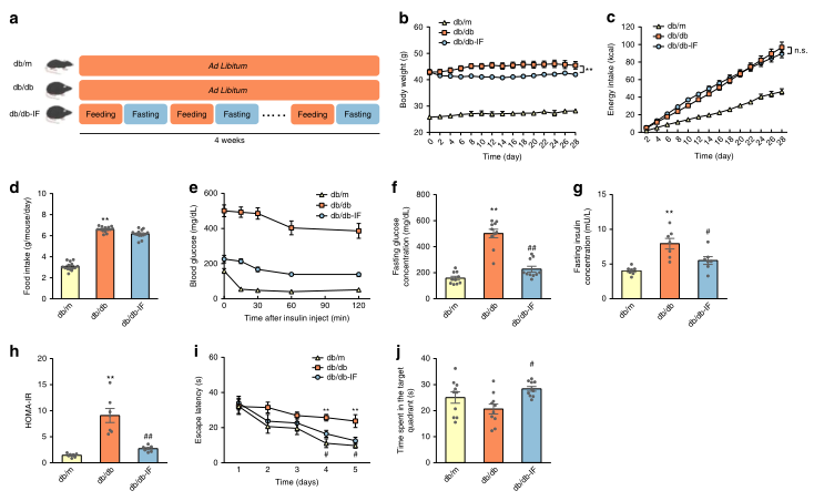 文献解读：间歇性禁食改善糖尿病引起的认知损伤 - 知乎