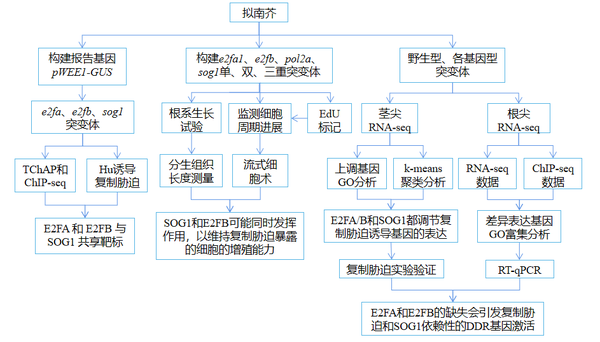 Molecular Plant | ChIP-seq+RNA-seq解析E2F转录因子在植物复制胁迫响应中的独特和互补作用 - 知乎