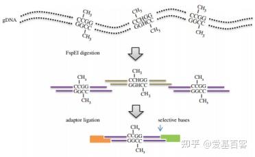 一文了解DNA甲基化测序方法和研究思路 - 知乎