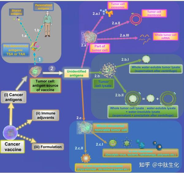 Advanced Science：基于肿瘤细胞或者肿瘤细胞/组织裂解液的癌症疫苗 - 知乎
