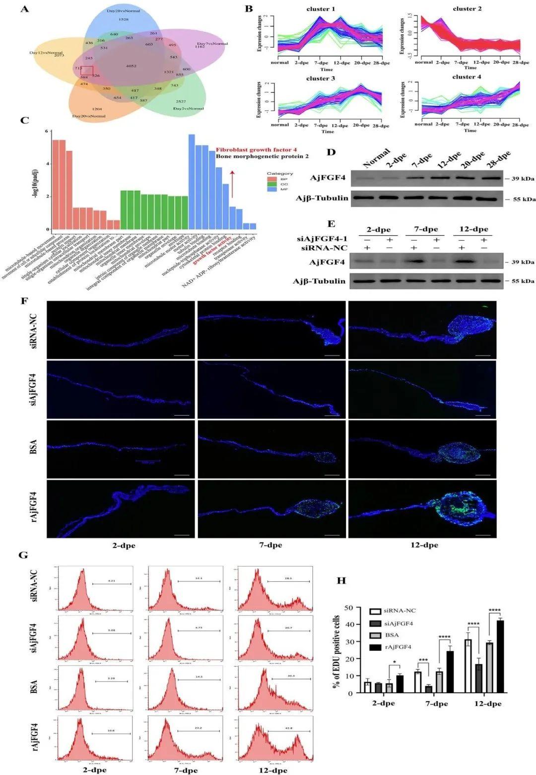 Cell Prolif︱李成华团队揭示仿刺参肠再生的分子调控机制 - 知乎