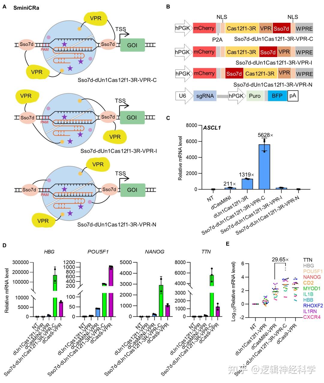 Mol Ther︱上海科技大学马涵慧团队通过工程化Un1Cas12f1并连接Sso7d实现稳健的微型Cas基因转录调控 - 知乎