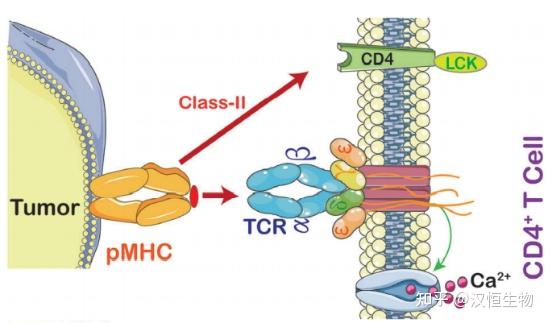 肿瘤治疗种子选手——TCR的结构及新型TCR-T技术 - 知乎