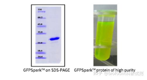 融合蛋白（定义、优势、用途） - 知乎