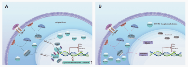 BIOI最新速递 | RUNX3：定位导向的基因组协调器 - 知乎