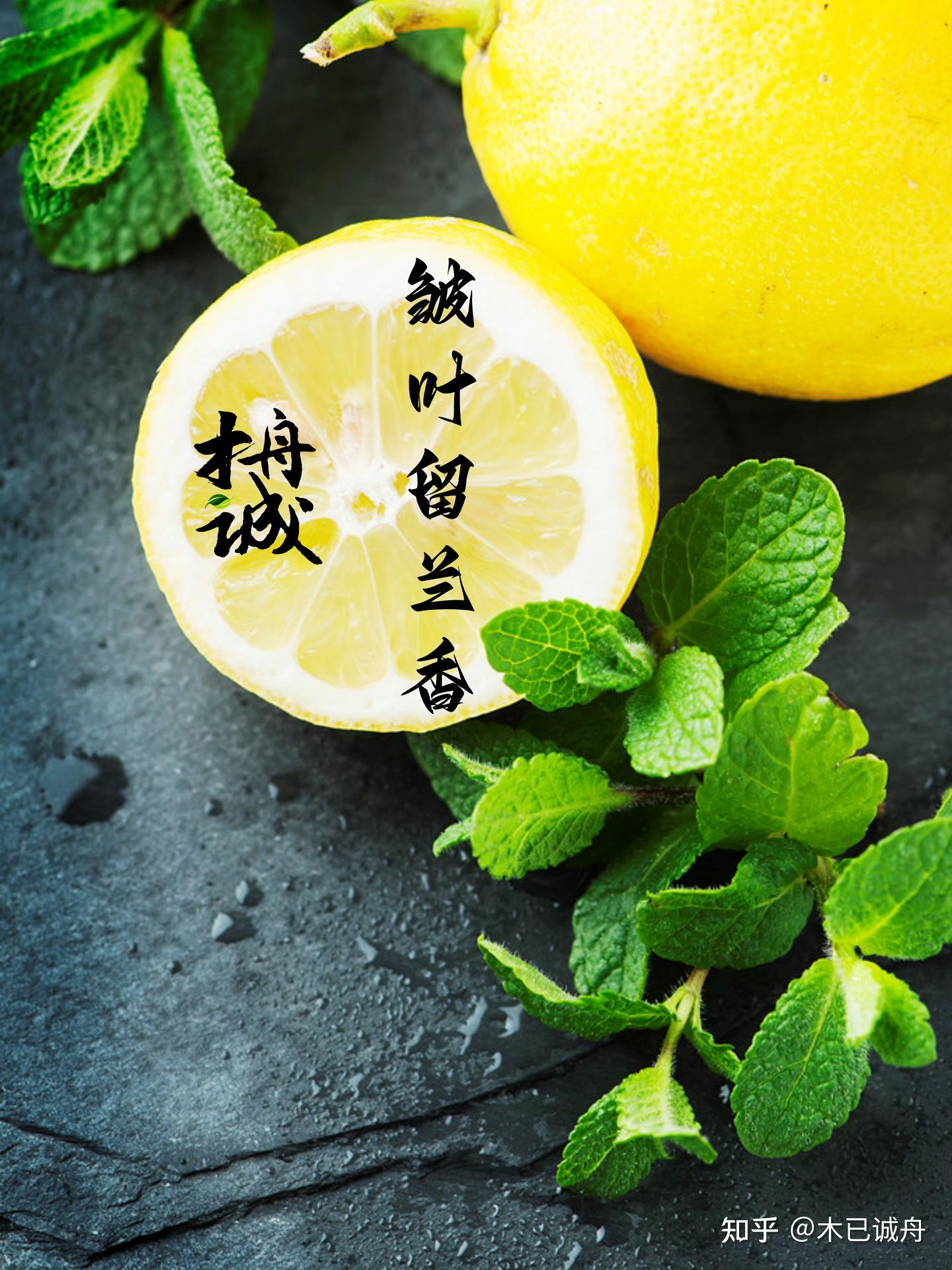 薄荷家族：薄荷、皱叶留兰香 - 知乎