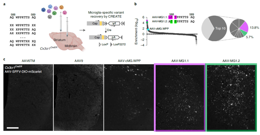 更多种AAV血清型被开发，组织特异性研究再添新选择！ - 知乎